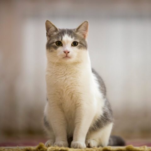 Felycin: A New Treatment Option For Cats With HCM | Island Cats ...