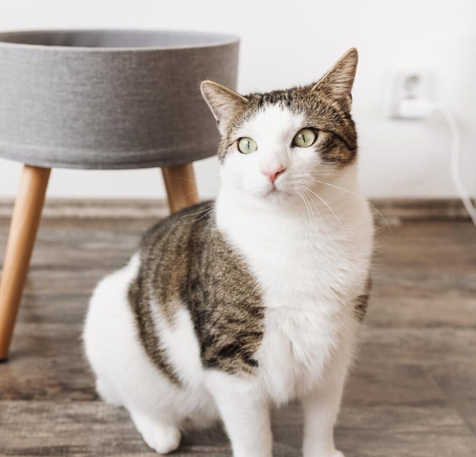 Felycin: A New Treatment Option For Cats With HCM | Island Cats ...